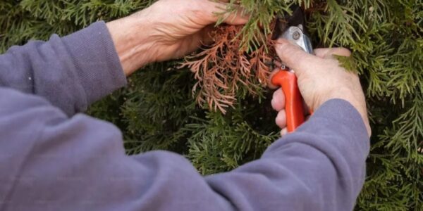 The Essential Guide to Tree Care: Why Regular Tree Trimming and ...